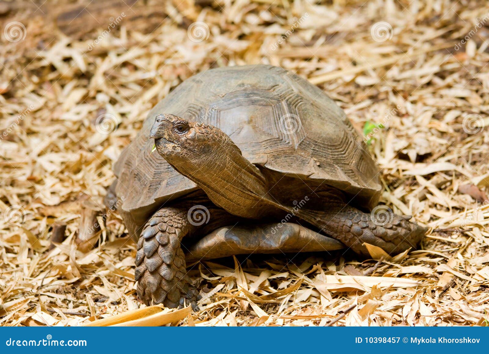 A Turtle Standing on the Ground Stock Image - Image of animal, scale ...