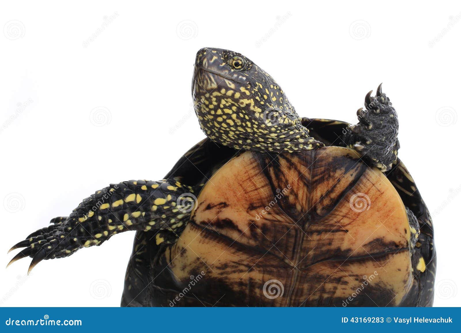 Turtle stock image. Image of reptile, spotted, freshwater - 43169283