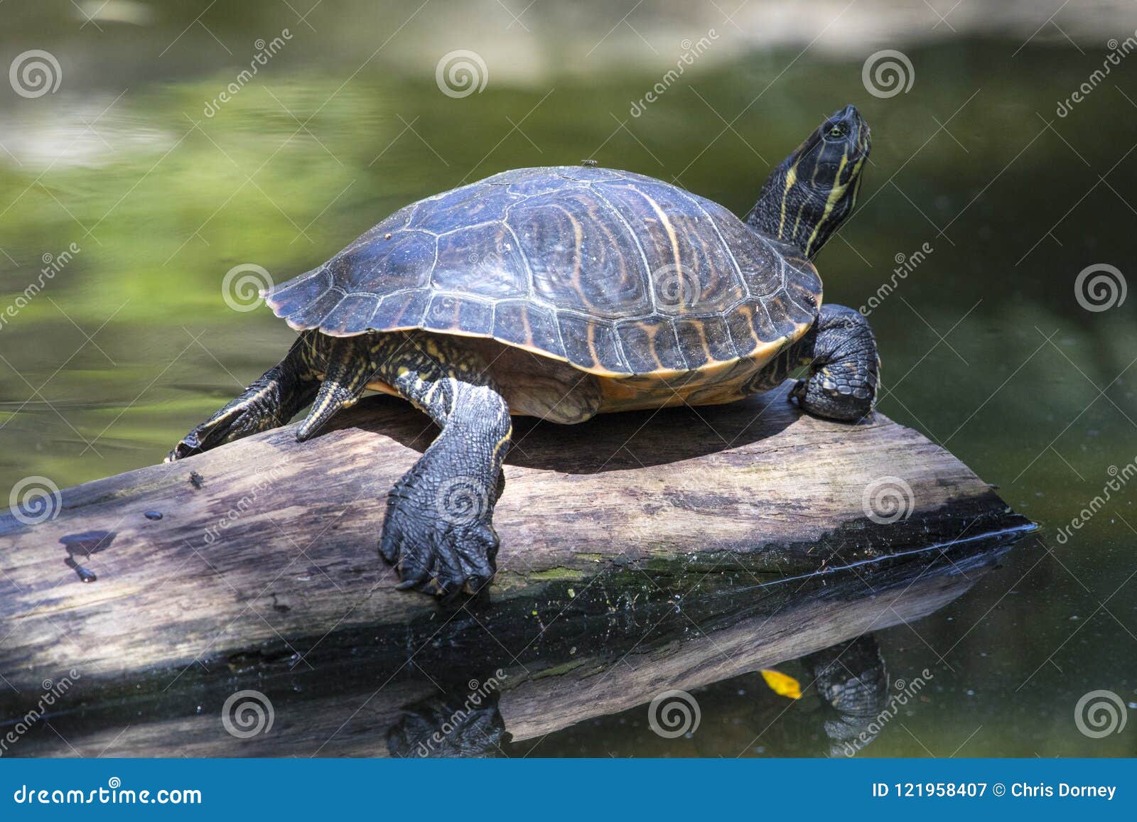 Turtle stock image. Image of standing, cute, animal - 121958407