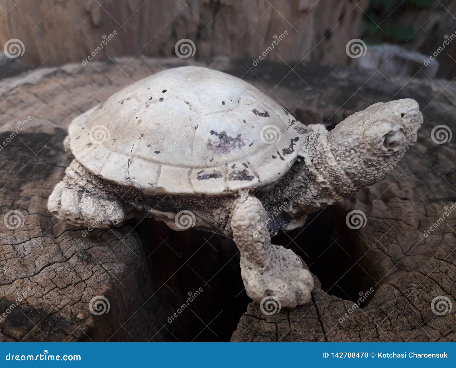 Turtle statue stock photo. Image of traditional, beauty - 142708470