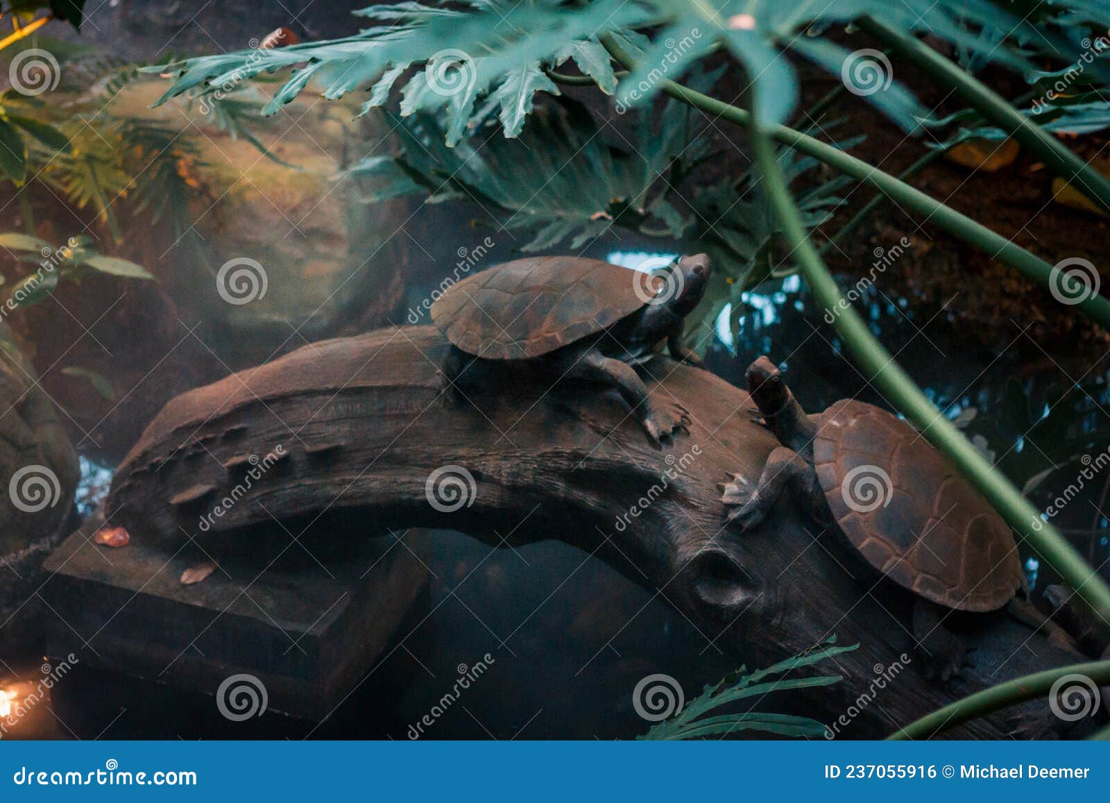 Turtle Statue Sitting in the Tropical Greenhouse Editorial Photo ...
