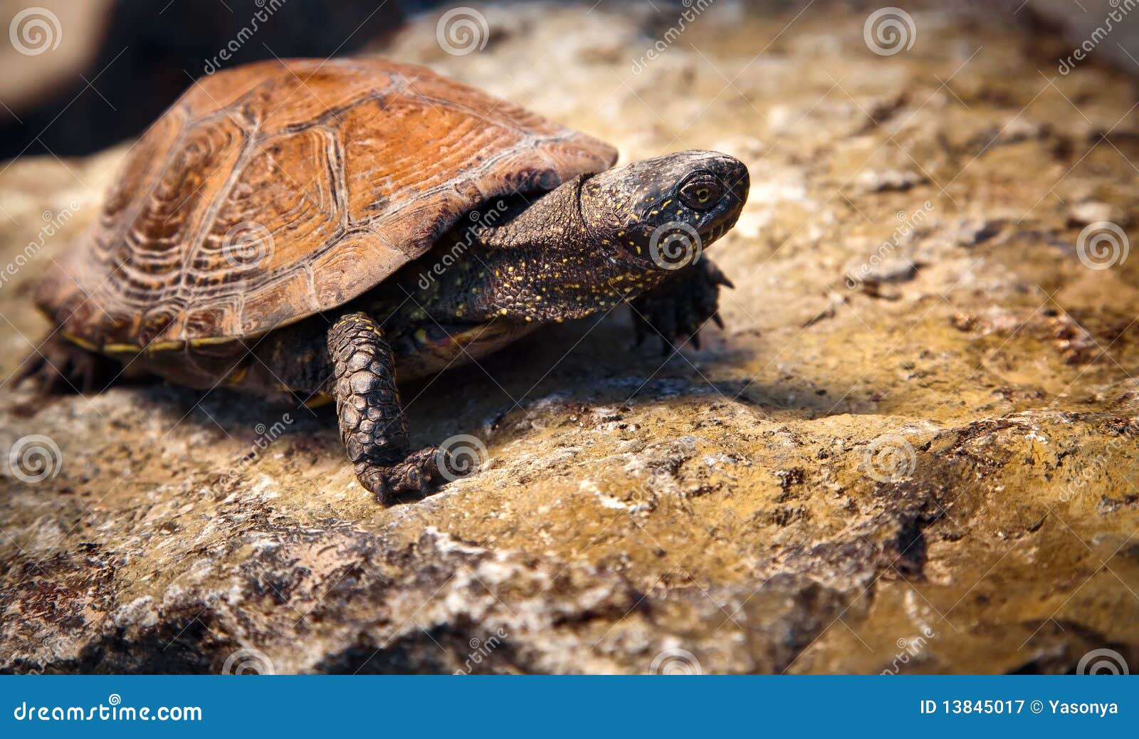 Turtle on the stone stock image. Image of yellow, walking - 13845017