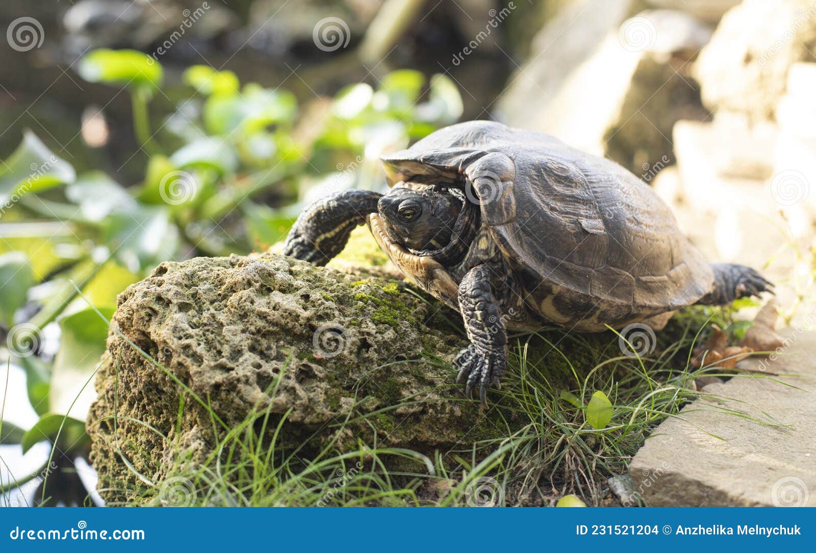 The Turtle on the Stone Crawled Out of the Panzer. Stock Photo - Image ...