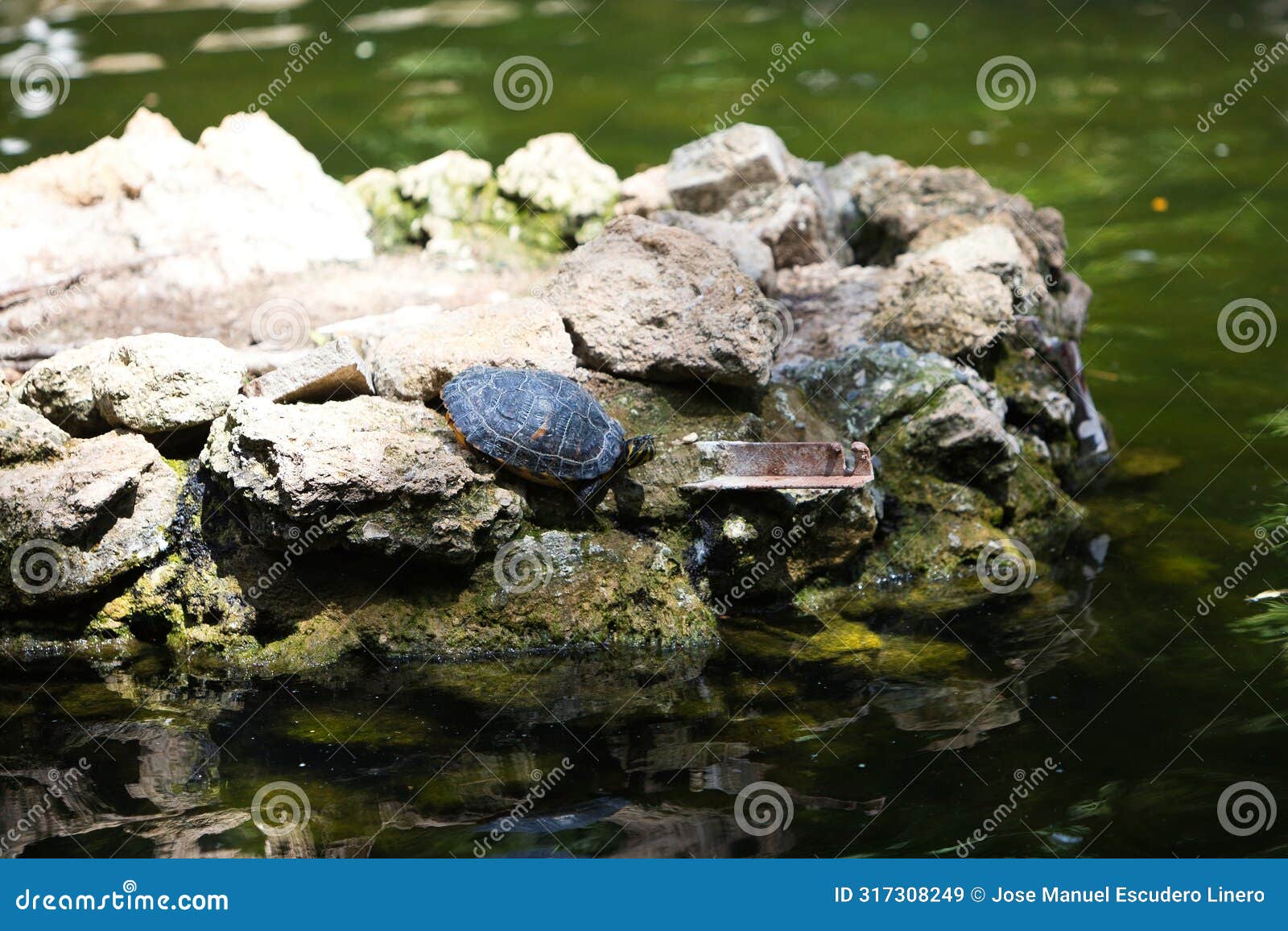 Turtle on a Stone in a Pond Basking in the Sun Stock Image - Image of ...
