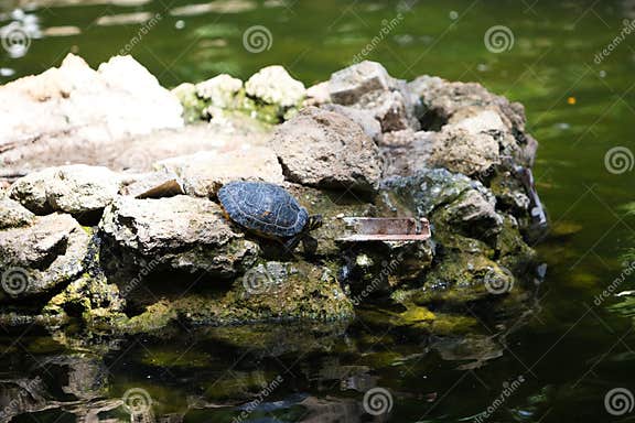 Turtle on a Stone in a Pond Basking in the Sun Stock Image - Image of ...