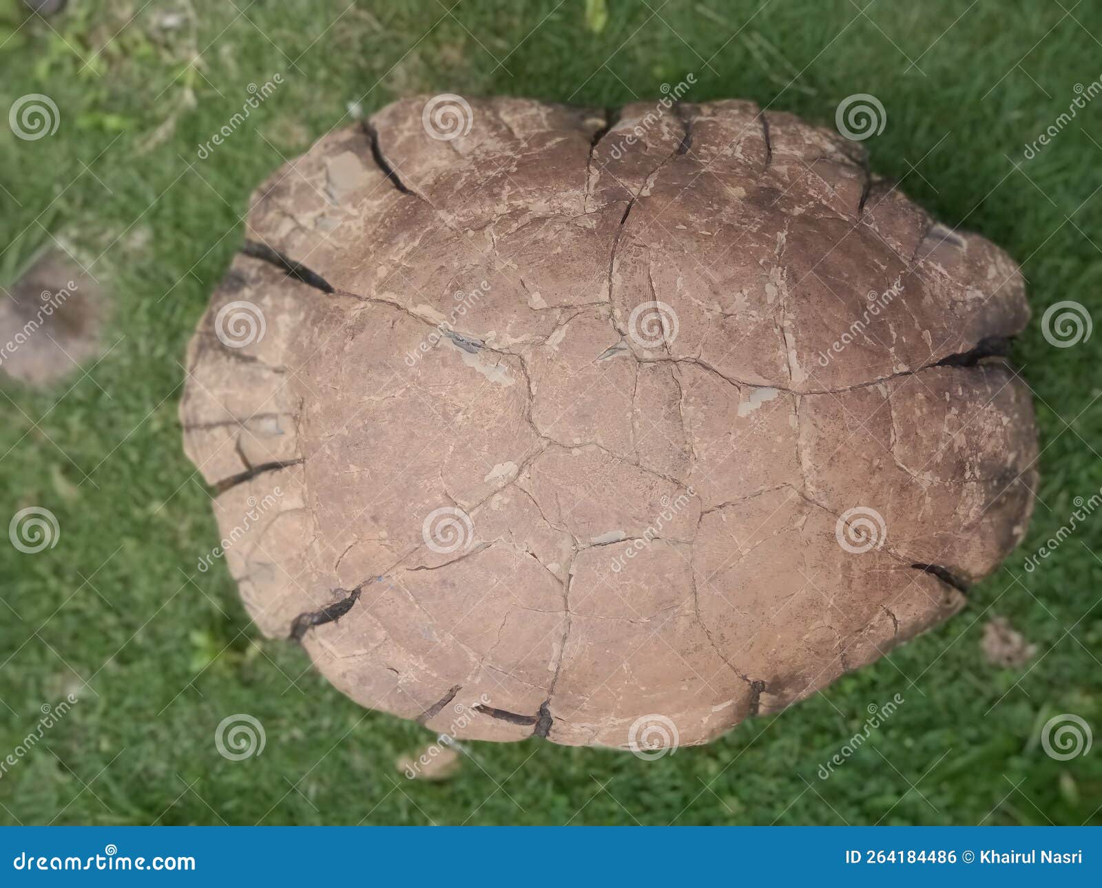 Turtle stone stock photo. Image of grass, geology, fungus - 264184486
