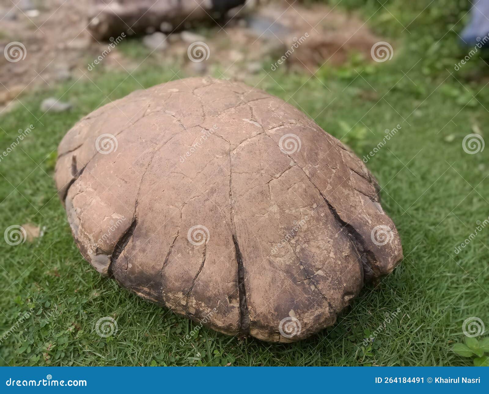 Turtle Stone stock image. Image of tree, nature, trunk - 264184491