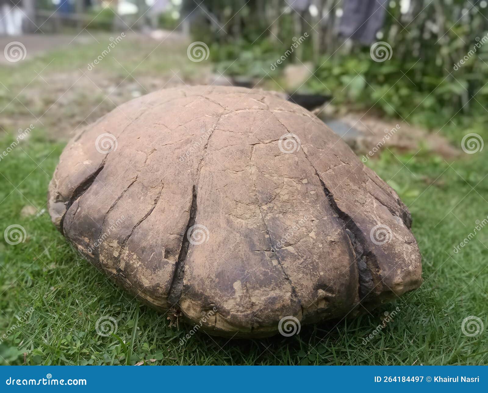 Turtle Stone stock image. Image of wood, plant, real - 264184497