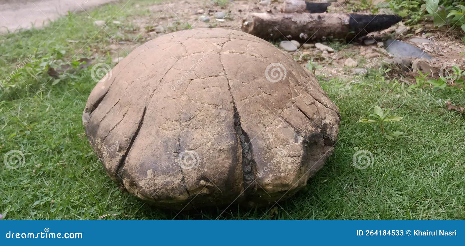 Turtle Stone stock image. Image of turtle, wildlife - 264184533