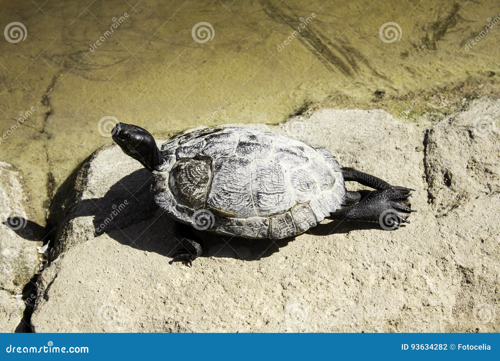 Turtle in stone stock photo. Image of forward, early - 93634282