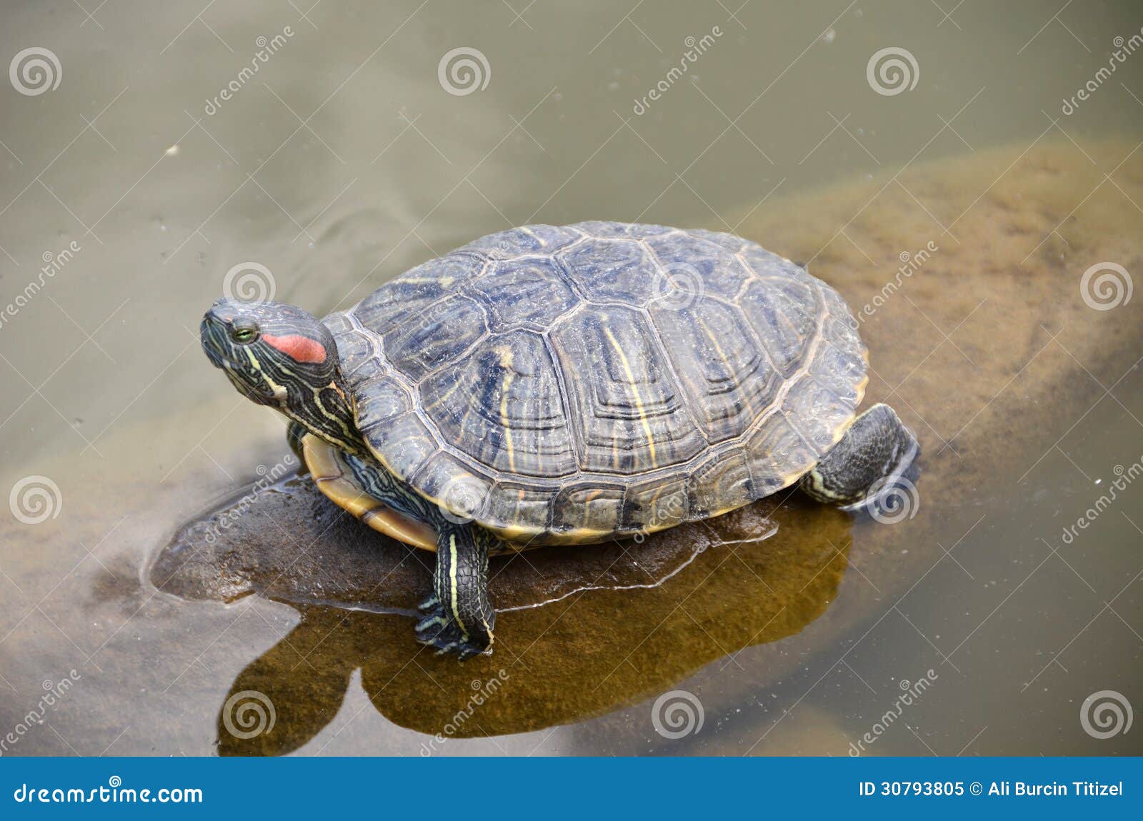 Turtle on stone stock image. Image of nature, foot, wild - 30793805