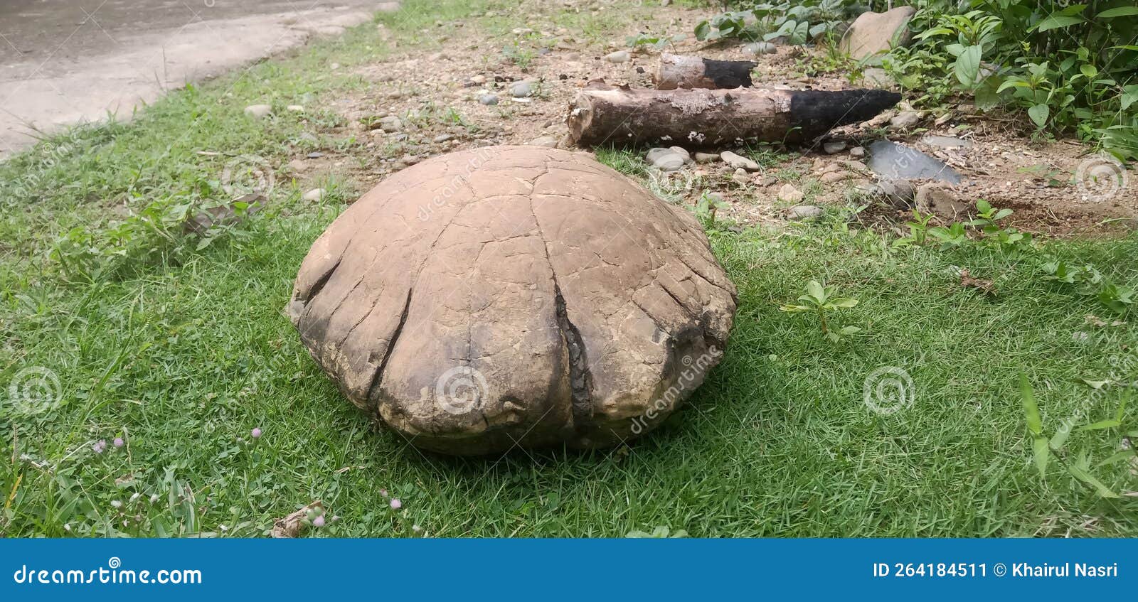 Turtle Stone from West Sumatera Stock Image - Image of animal, plant ...