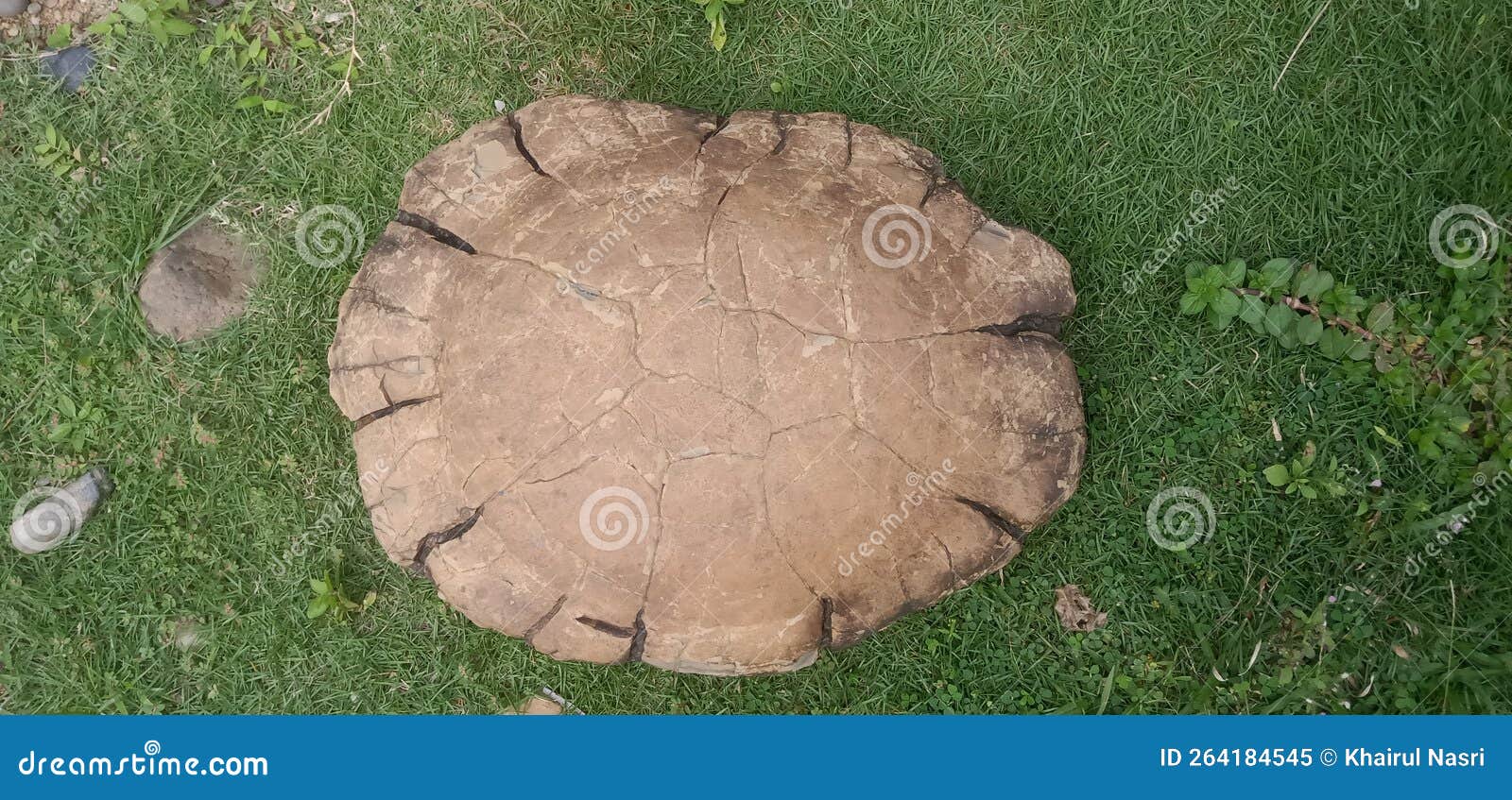 Turtle StoneA Real Rock Shaped Like a Tortoise Shell. Stock Image ...