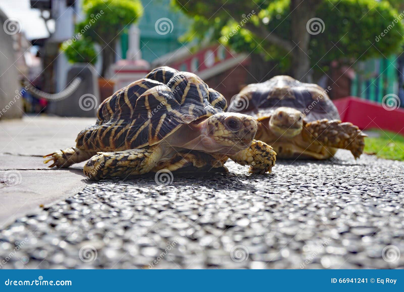 Turtle in the Street in Malacca Stock Image - Image of malacca ...