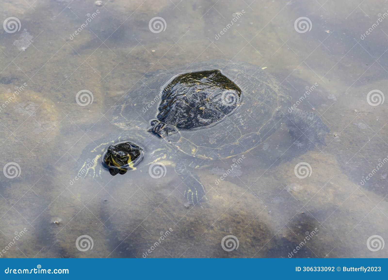 The Turtle Stuck Its Head Out of the Water. Tortoise in the Pond Stock ...