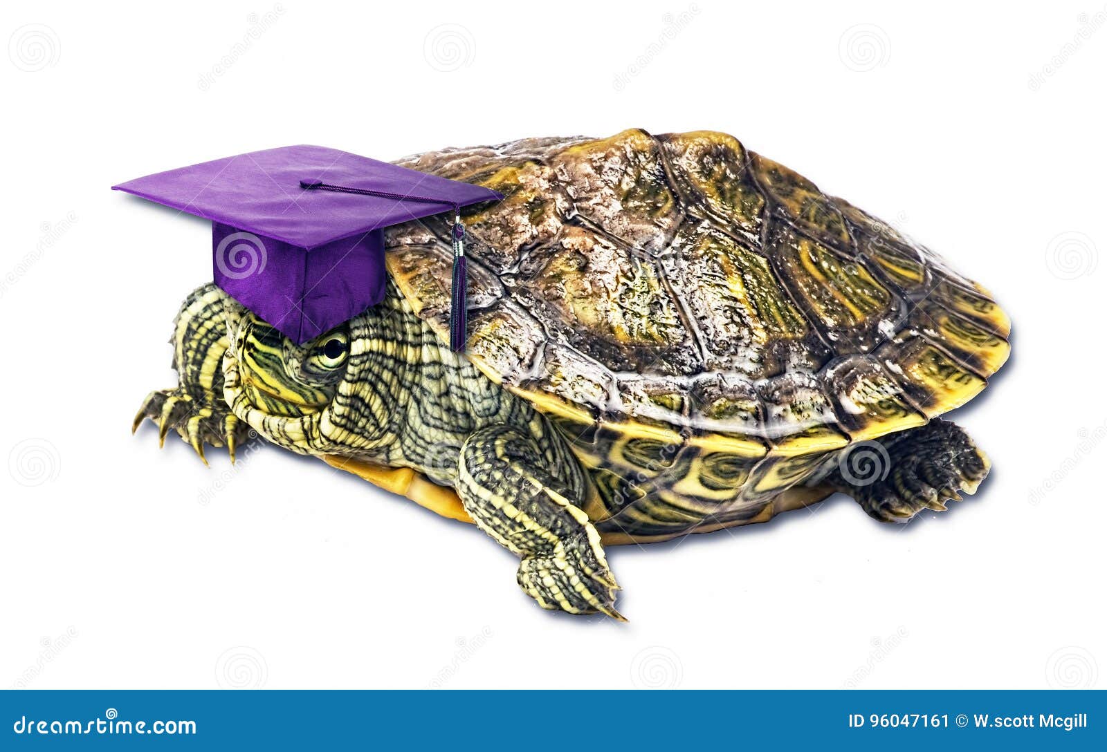 Turtle Student. stock image. Image of animal, educate - 96047161