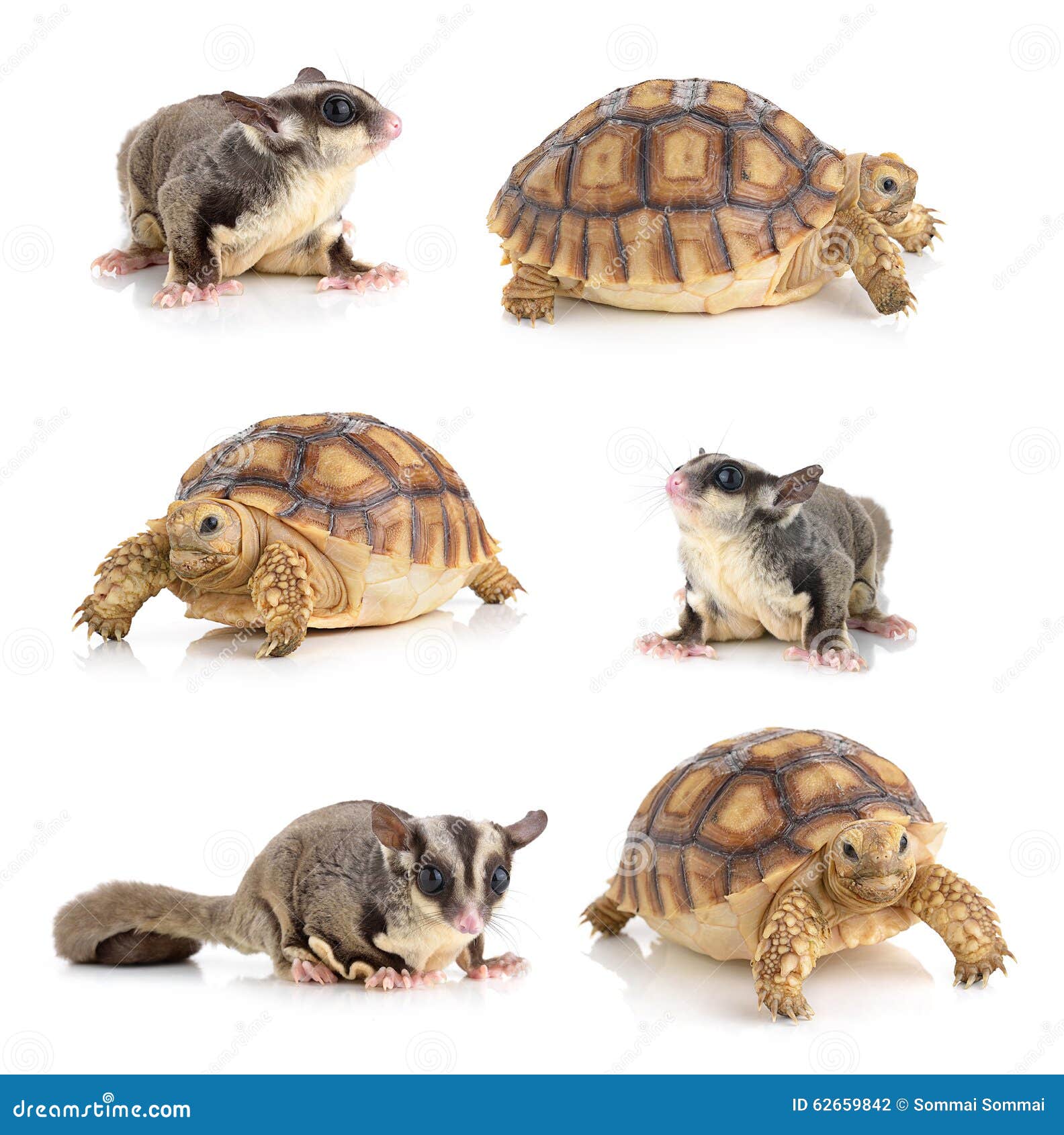 Turtle and Sugar Glider on White Background Stock Photo - Image of ...