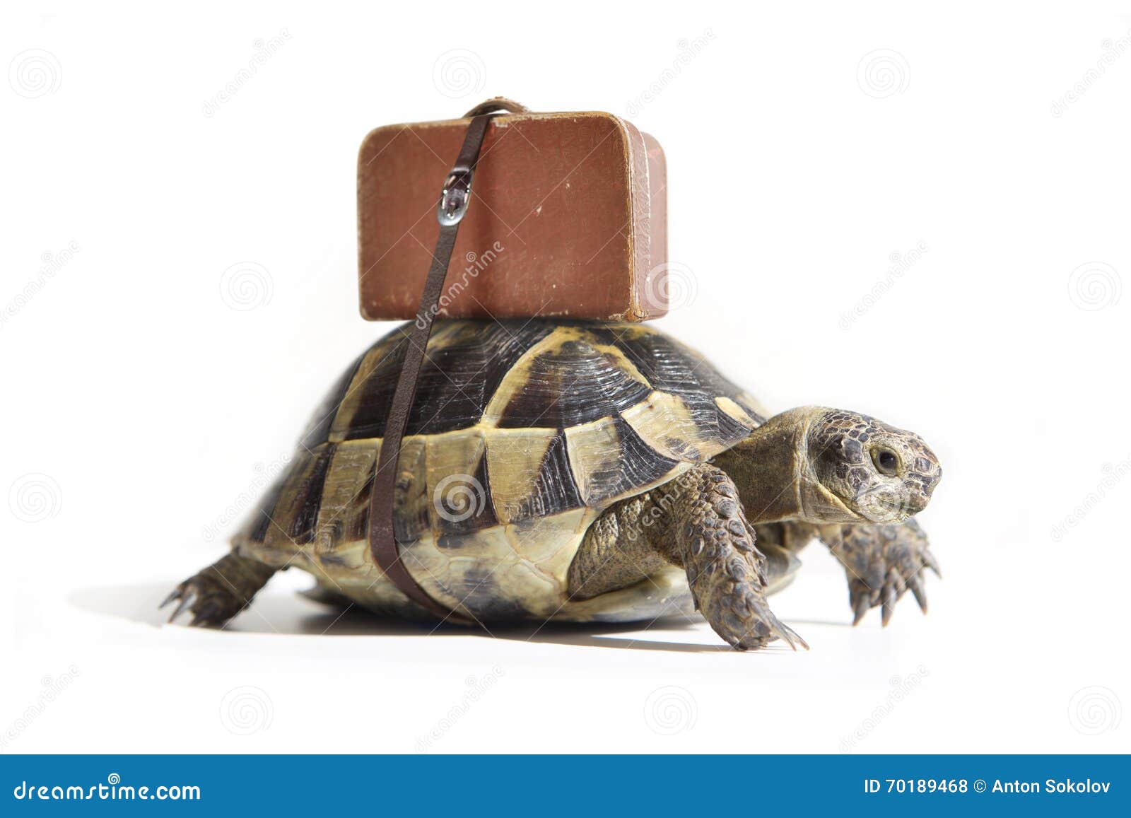 Turtle with suitcase. stock photo. Image of humor, exoticism - 70189468