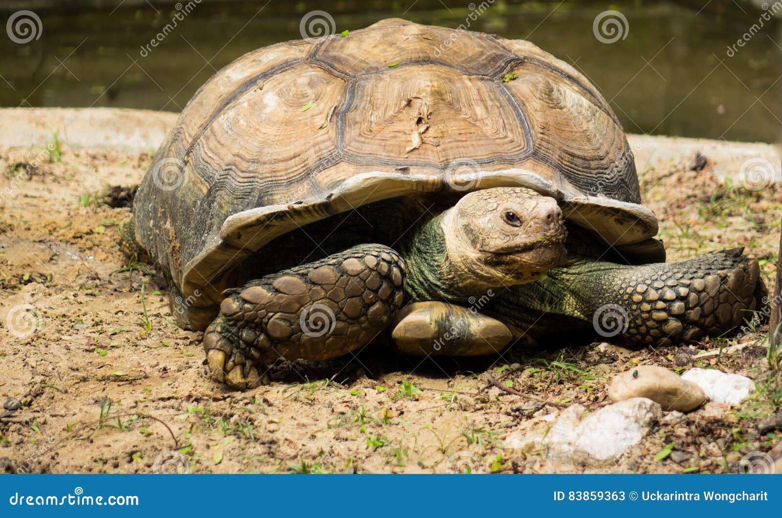 Turtle,Sulcata Tortoise, Thailand Zoo Stock Image - Image of plowshare ...