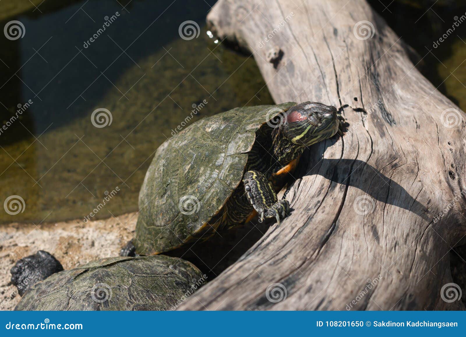 Turtle is Sun bath stock photo. Image of cages, zoos - 108201650