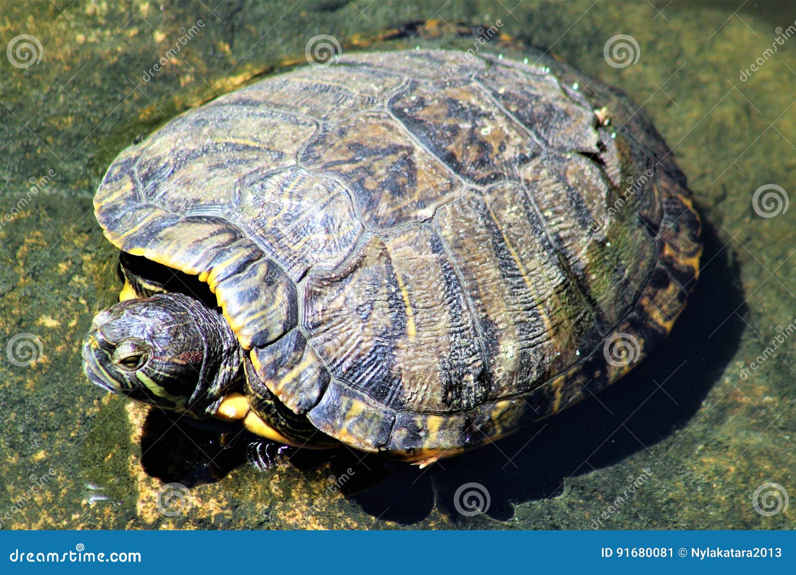 Turtle Molting Stock Photos - Free & Royalty-Free Stock Photos from ...