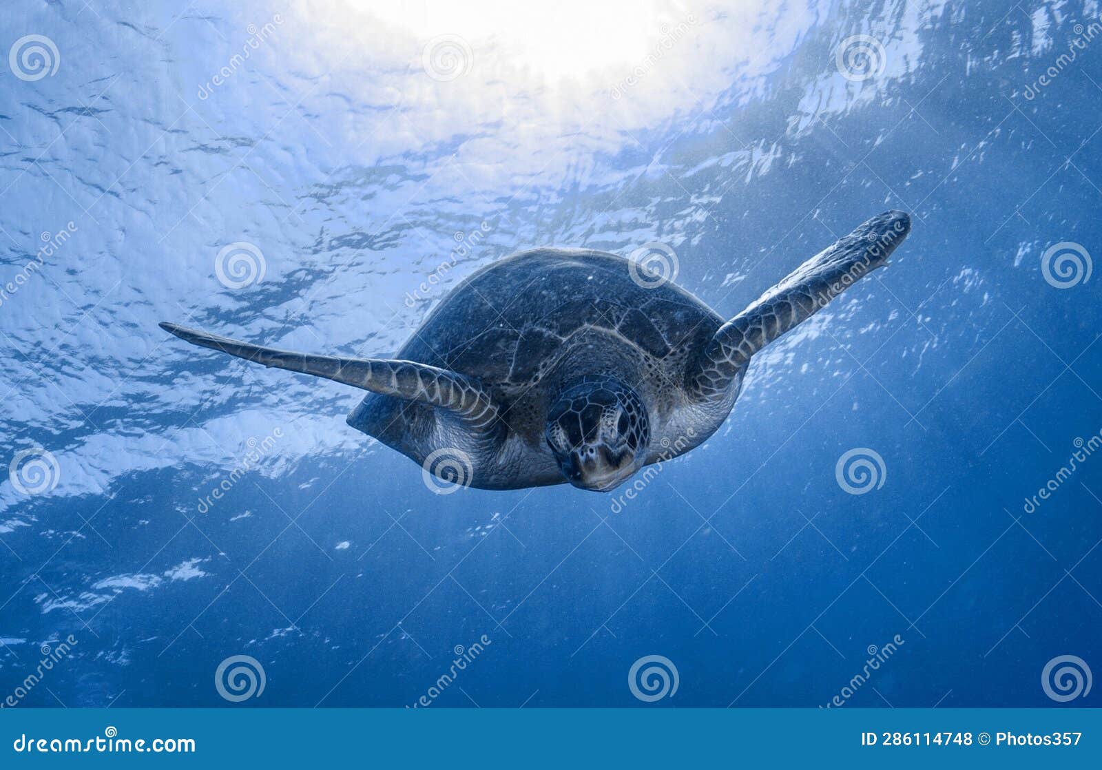 Turtle with the sun rays stock photo. Image of diving - 286114748