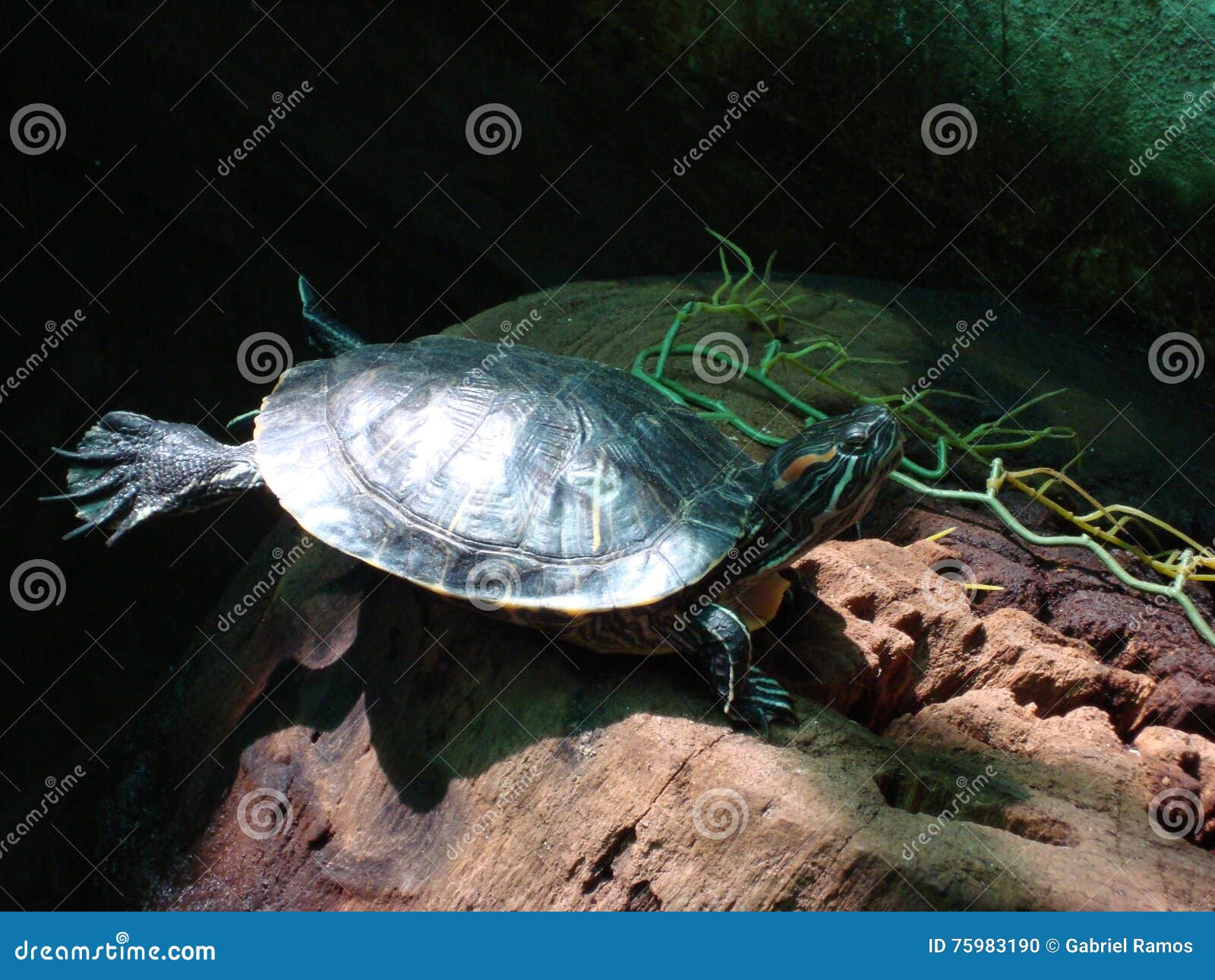 Turtle in the Sun, Got a Rest Stock Photo - Image of dreams, green ...