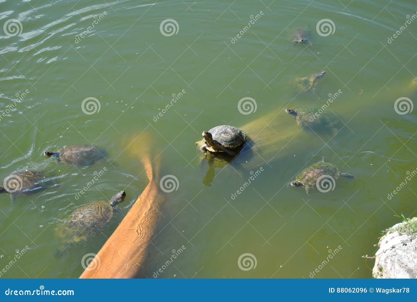 Turtle sunbathing stock photo. Image of sunbathing, turtle - 88062096