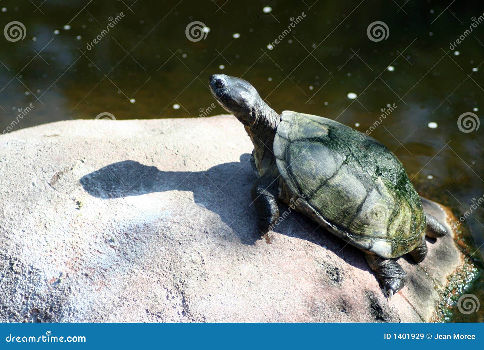 Turtle Sunbathing On Rock Picture. Image: 1401929
