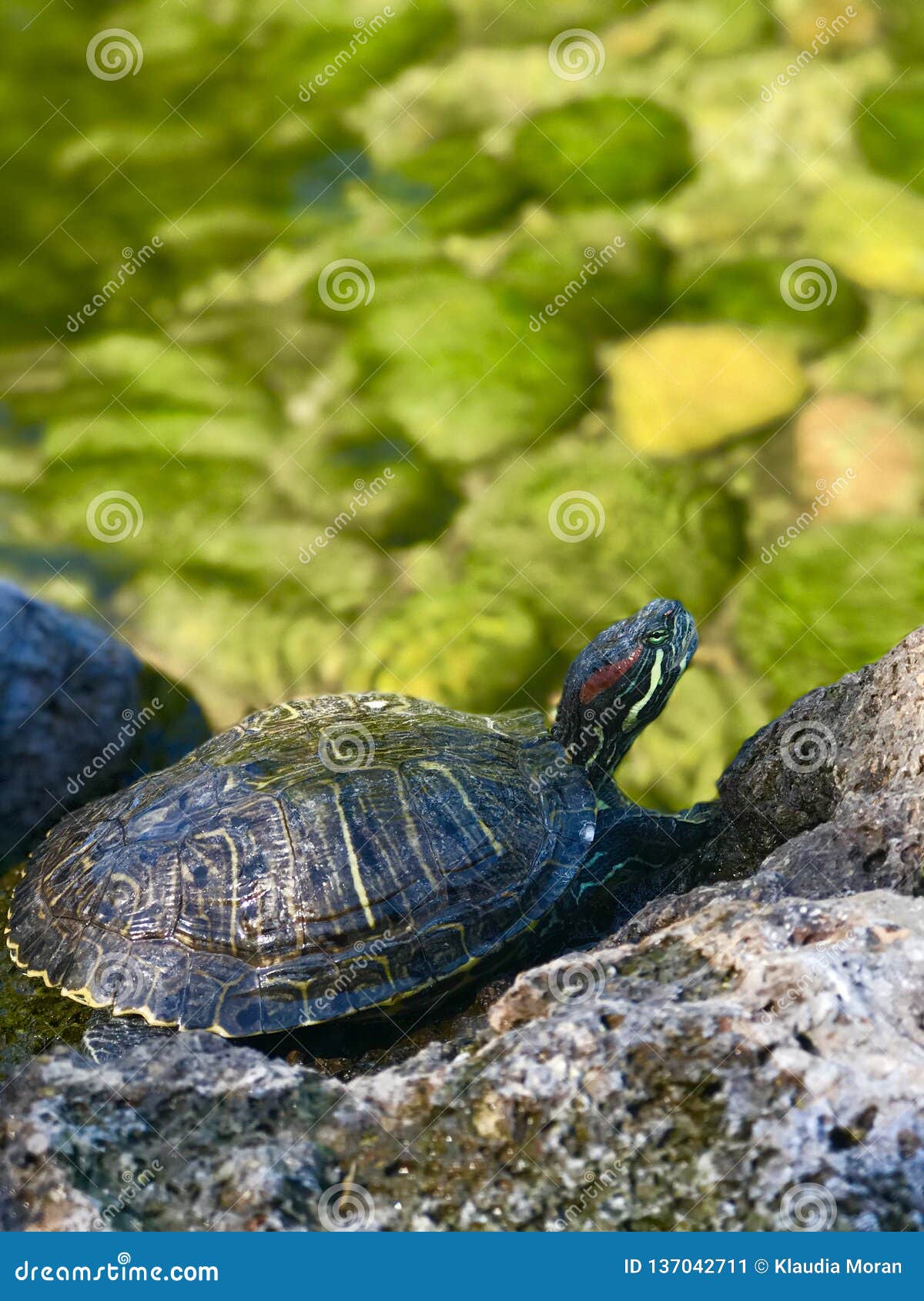 Turtle Sunbathing on a Rock Stock Image - Image of black, green: 137042711