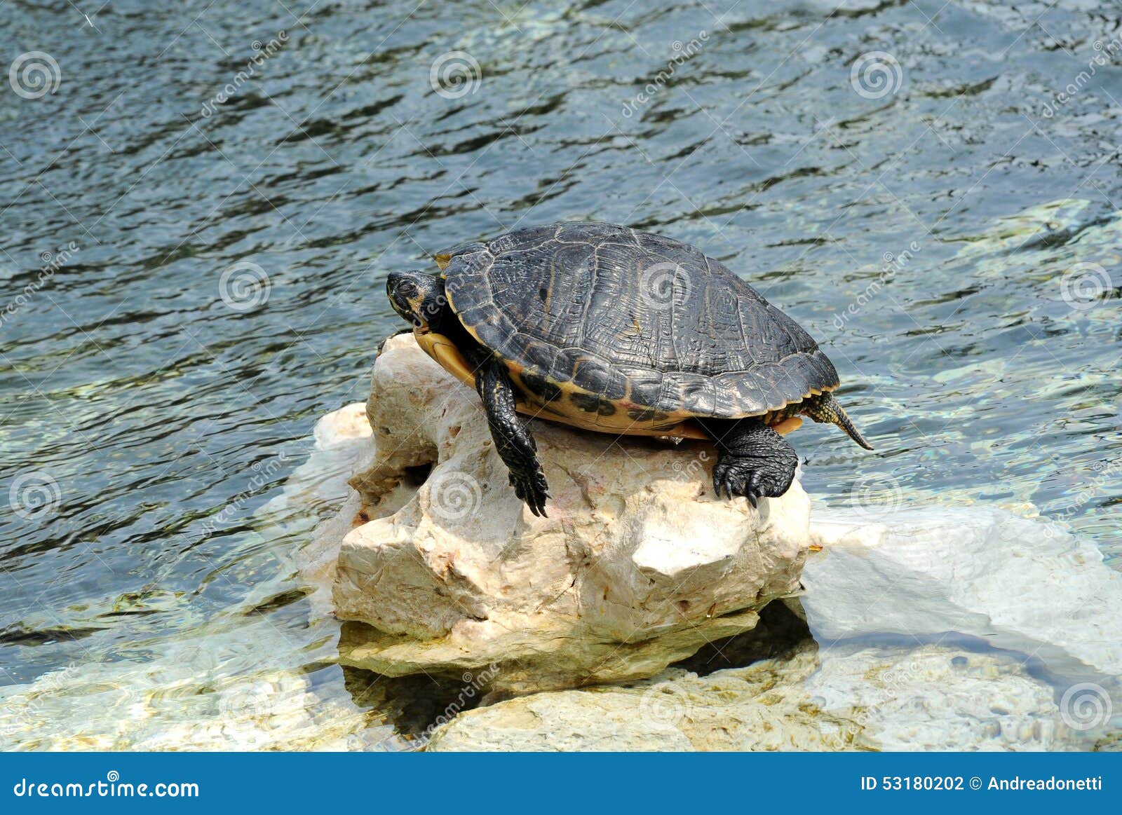 Turtle Sunbathing on Rock at Edge of Water Stock Photo - Image of rock ...