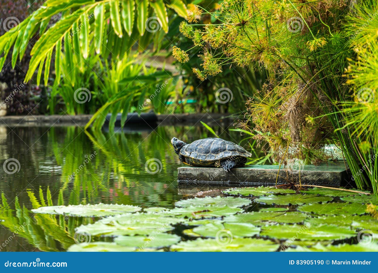 Turtle Sunbathing stock photo. Image of stone, shell - 83905190