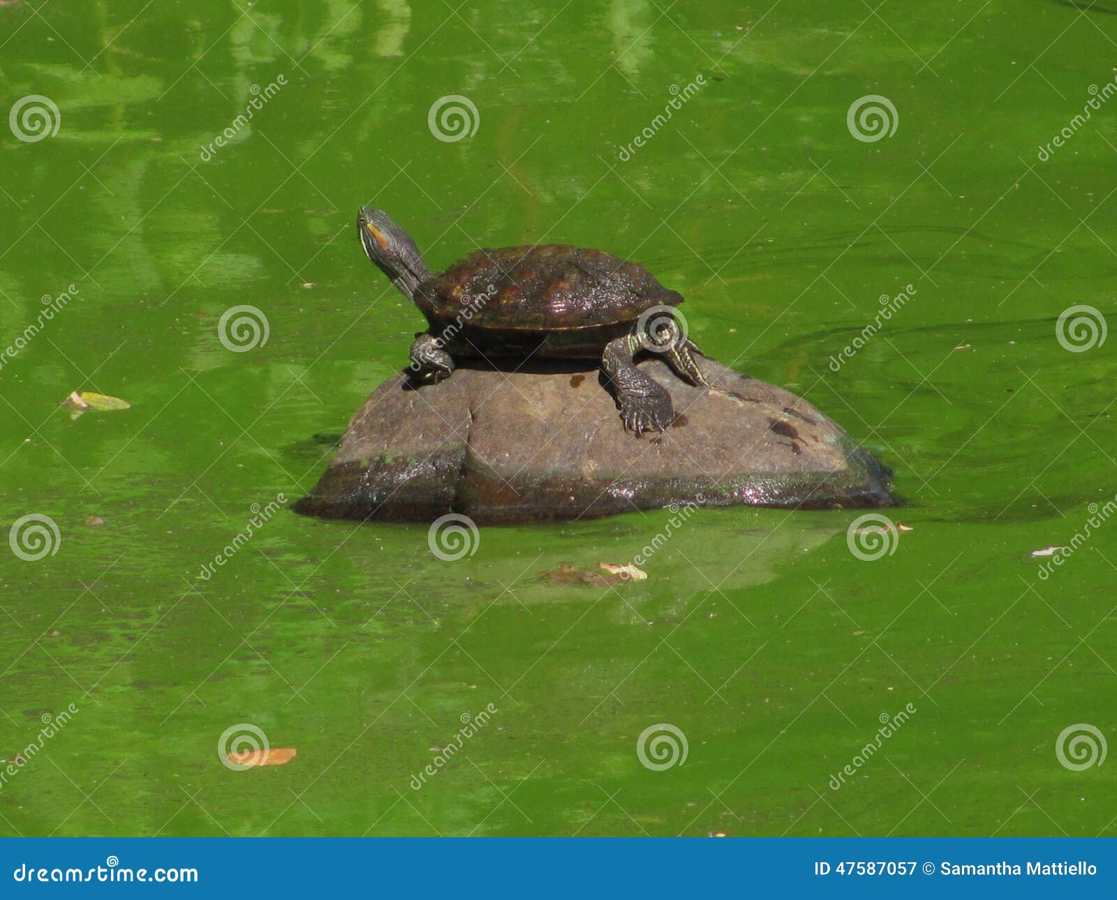 A turtle sunbathing stock image. Image of turtle, green - 47587057