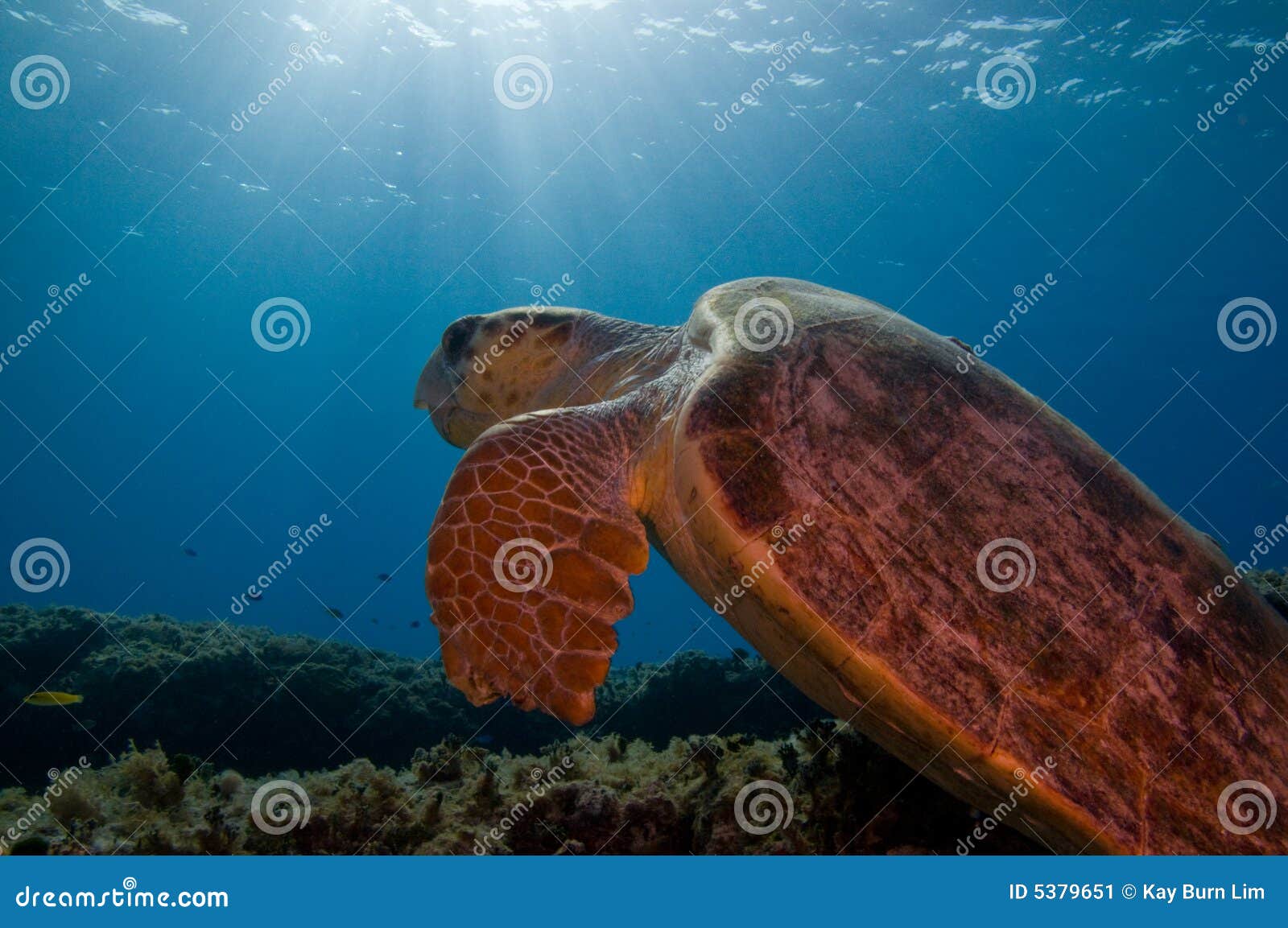 Turtle and sunburst stock image. Image of reef, swim, aquatic - 5379651