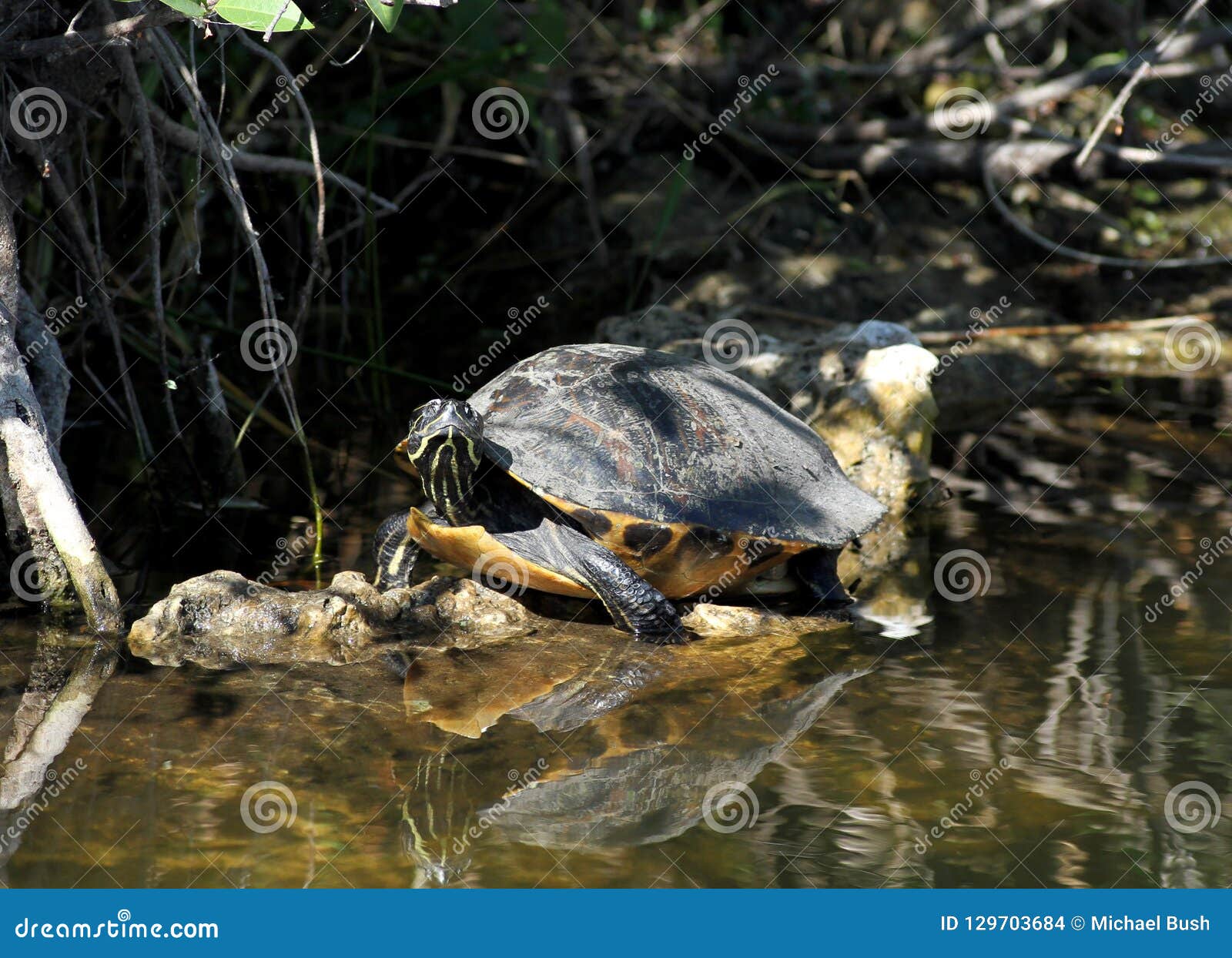 A Turtle Sunning Itself stock photo. Image of water - 129703684