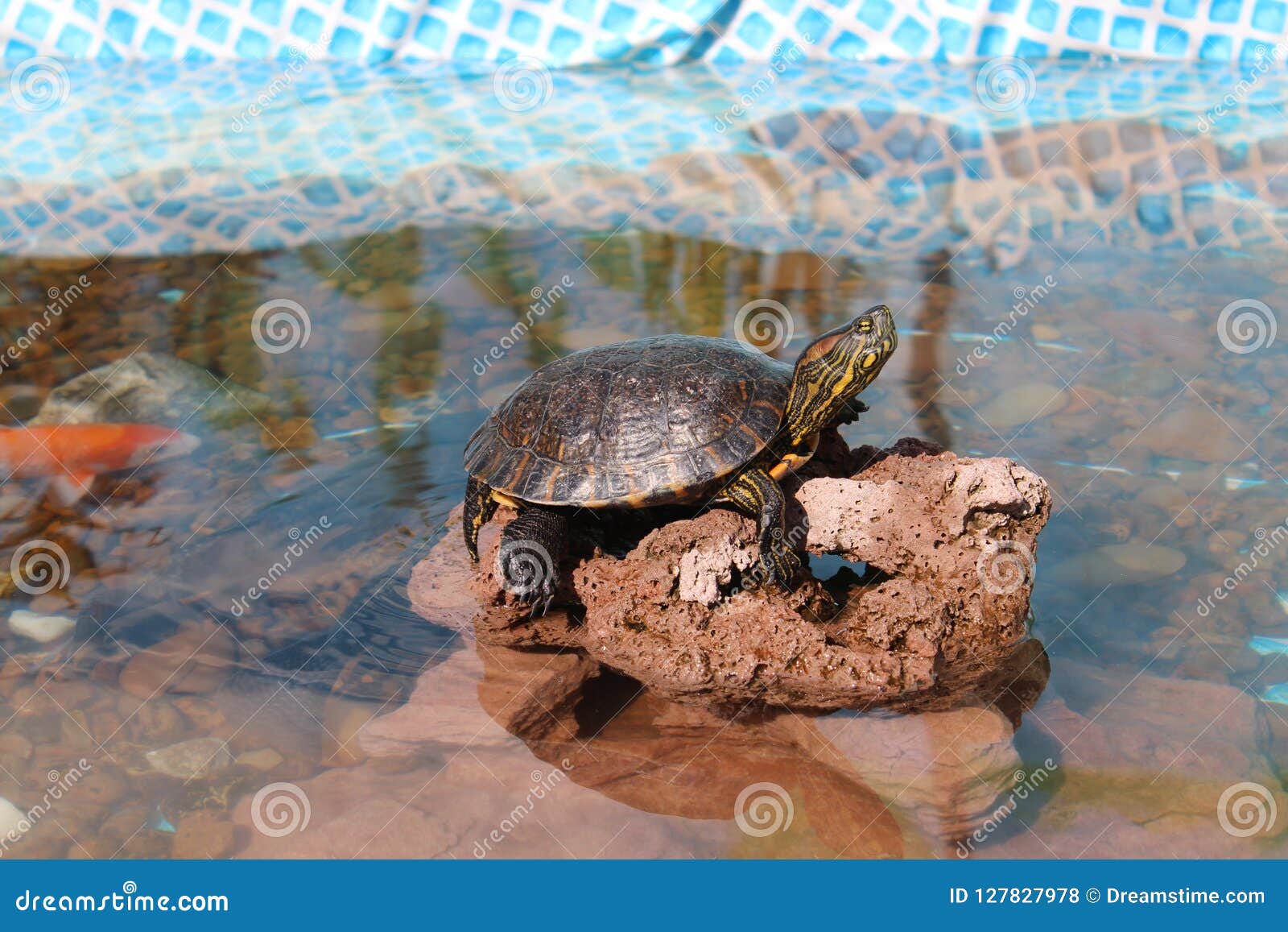 Turtle sunning stock photo. Image of sunday, sunning - 127827978