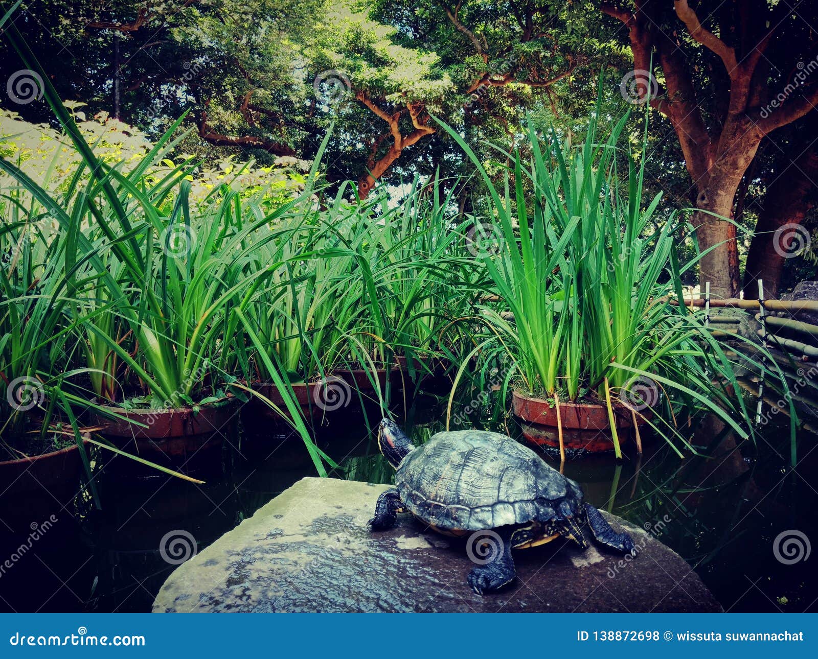 Turtle Sunning in Park, Japan Stock Photo - Image of hill, ecuador ...