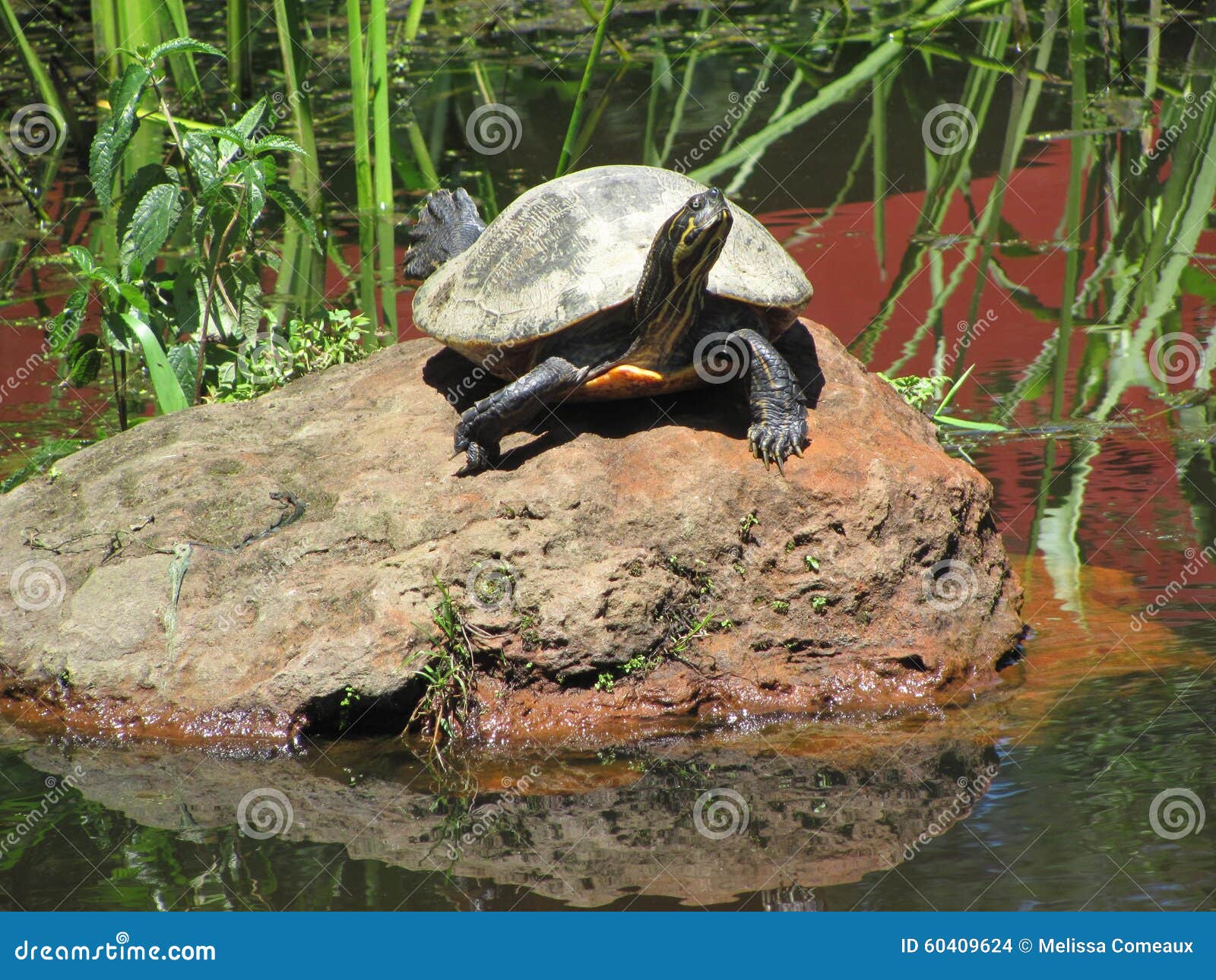 Turtle sunning on a rock stock photo. Image of gardens - 60409624
