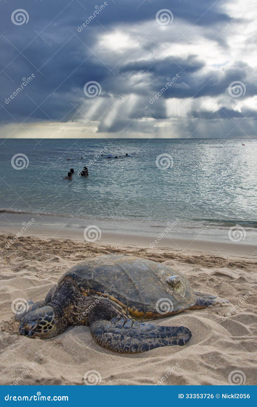 Turtle Sunset stock photo. Image of beach, waves, pacific - 33353726