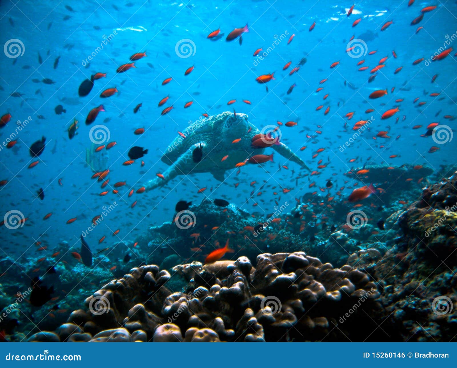 Turtle Surrounded by Fish Underwater. Stock Photo - Image of diving ...