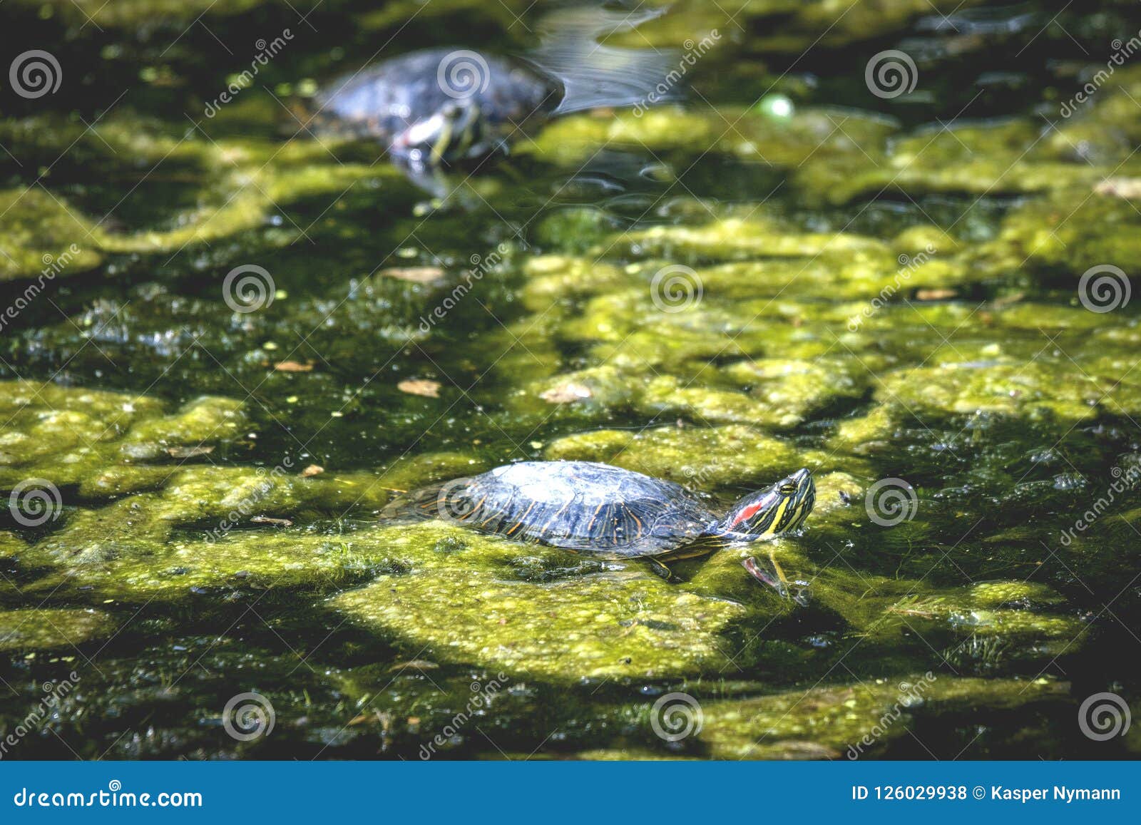 Turtle in a Swamp with Green Algae Stock Photo - Image of background ...