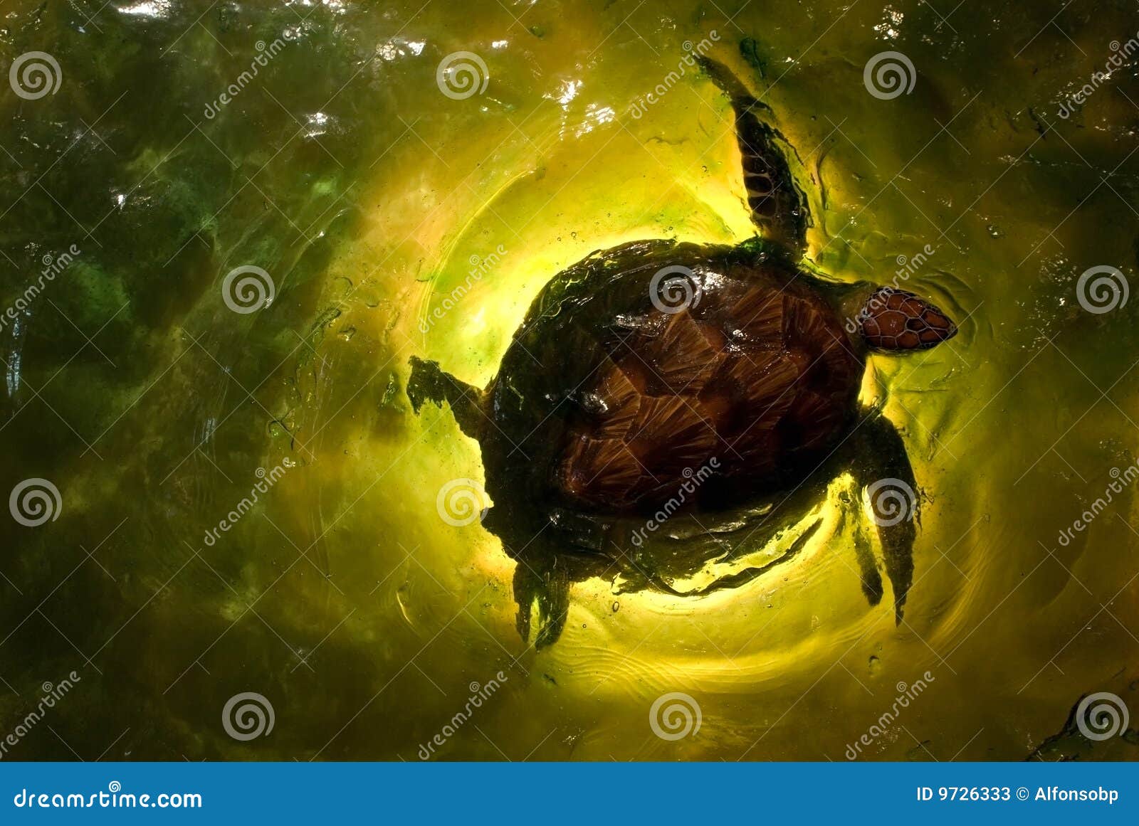 Turtle swiming stock image. Image of florida, green, reef - 9726333