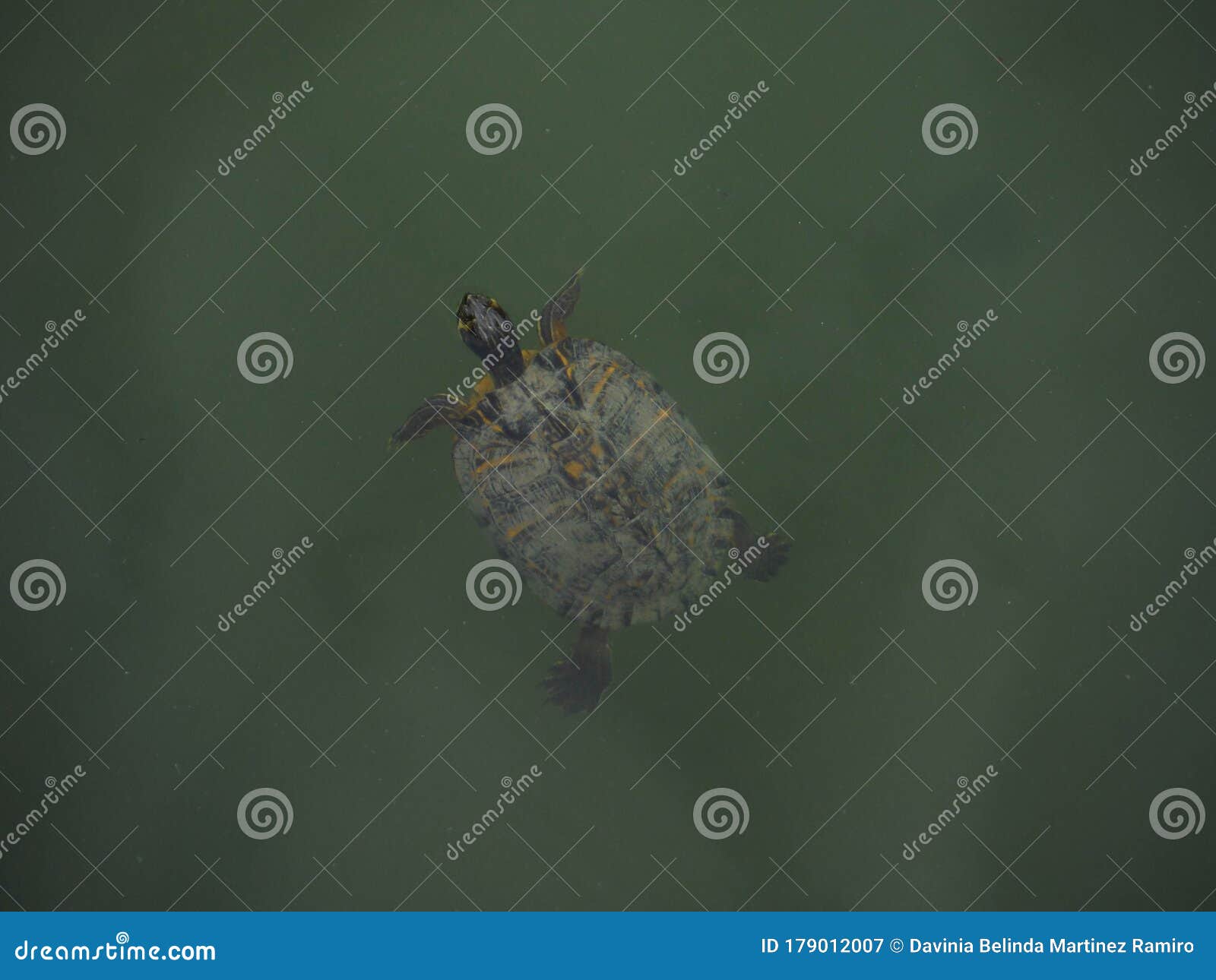 Turtle Swimming in Dark Water Stock Image - Image of turtle, swim ...