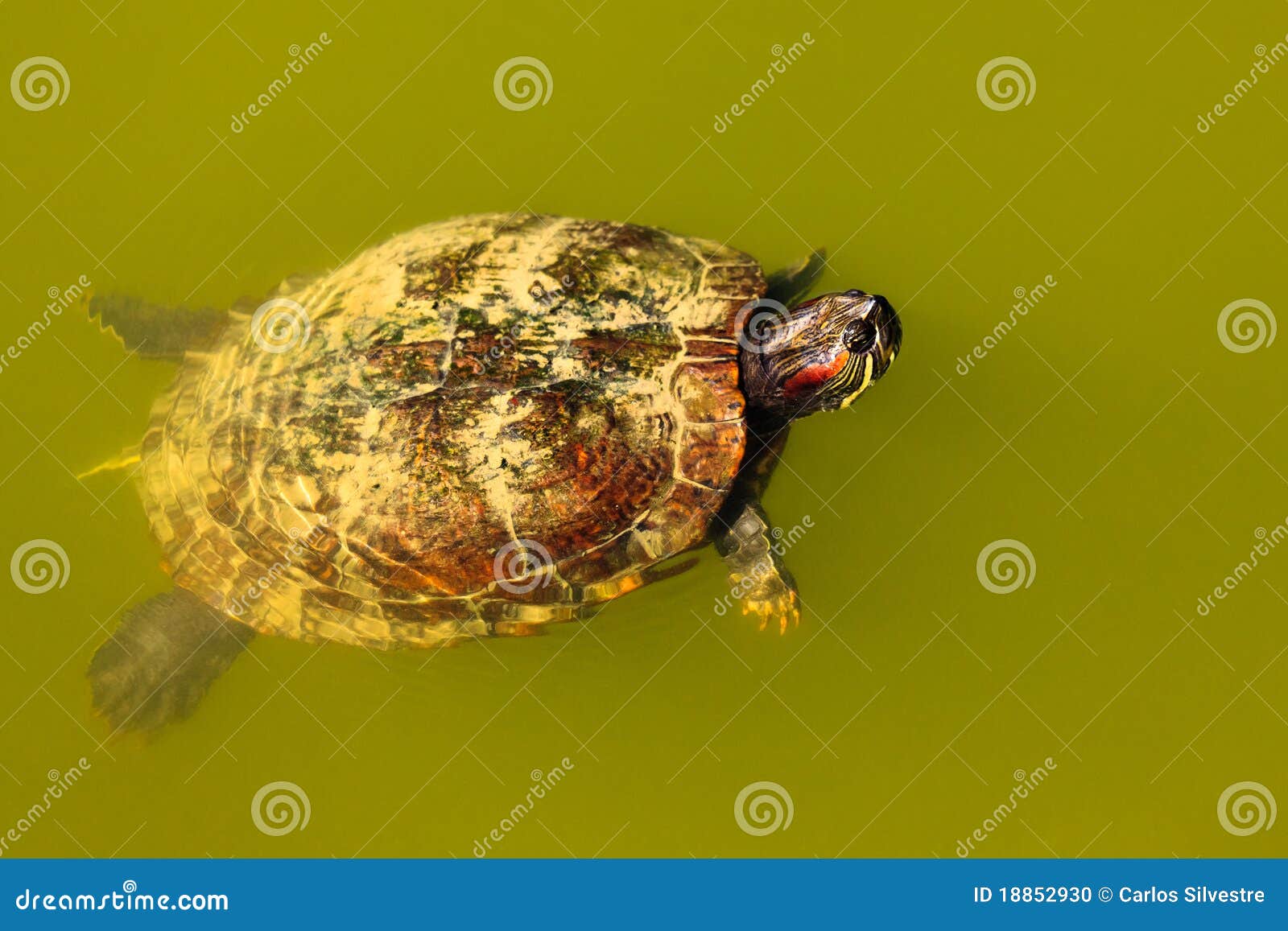 Turtle swimming. stock photo. Image of life, turtle, animal - 18852930