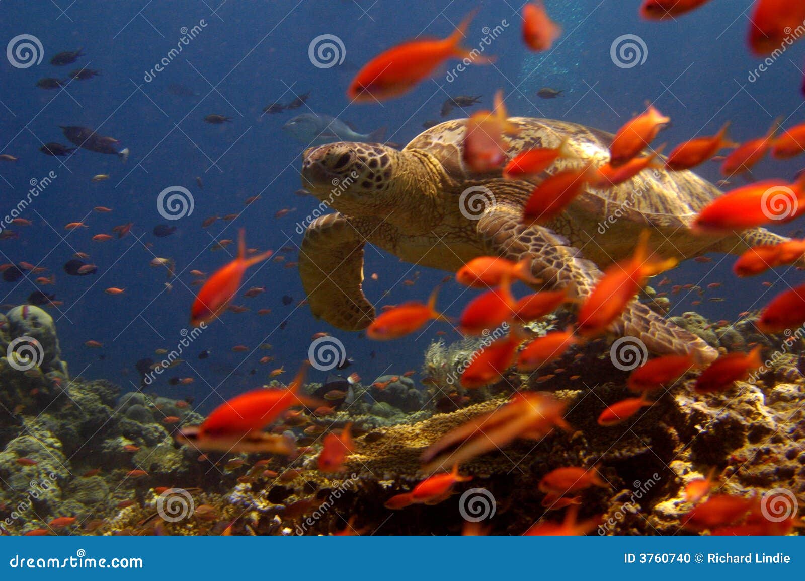 Turtle Swimming Behind Orange Fish Stock Photo - Image of diving ...