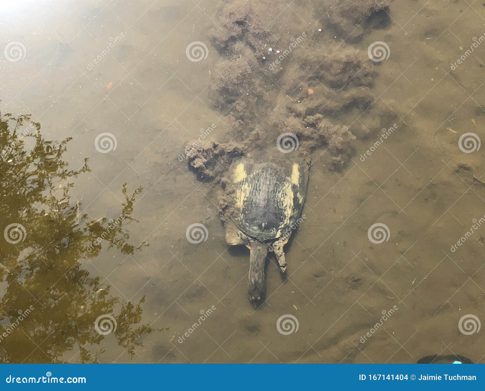 Turtle Swimming in Clear Marsh of Florida Stock Photo - Image of ...