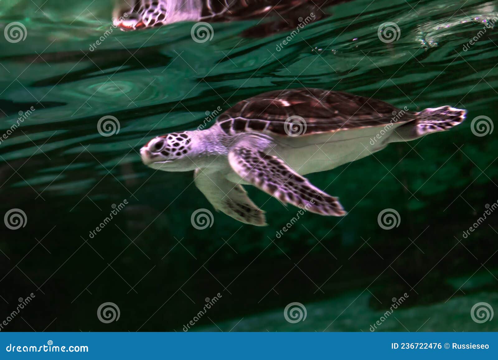 Turtle in deep water stock photo. Image of deep, animal - 236722476