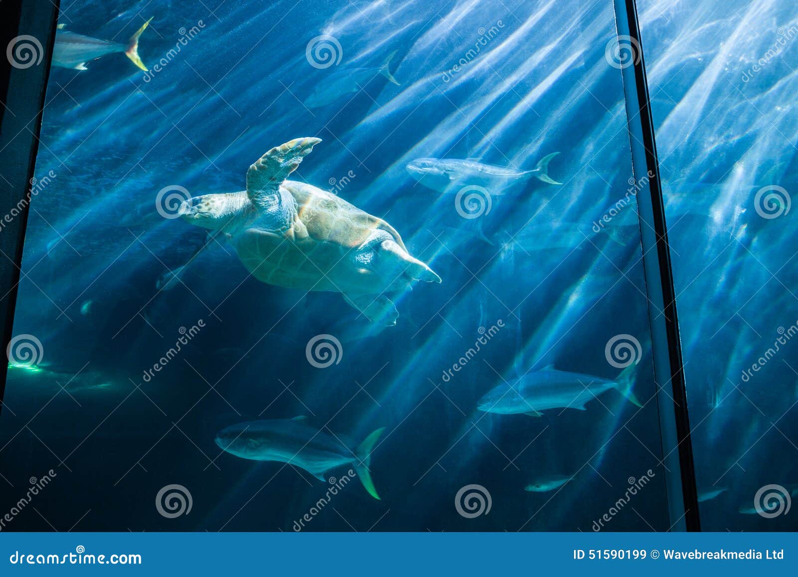 Turtle Swimming in Fish Tank Stock Image - Image of life, turtle: 51590199