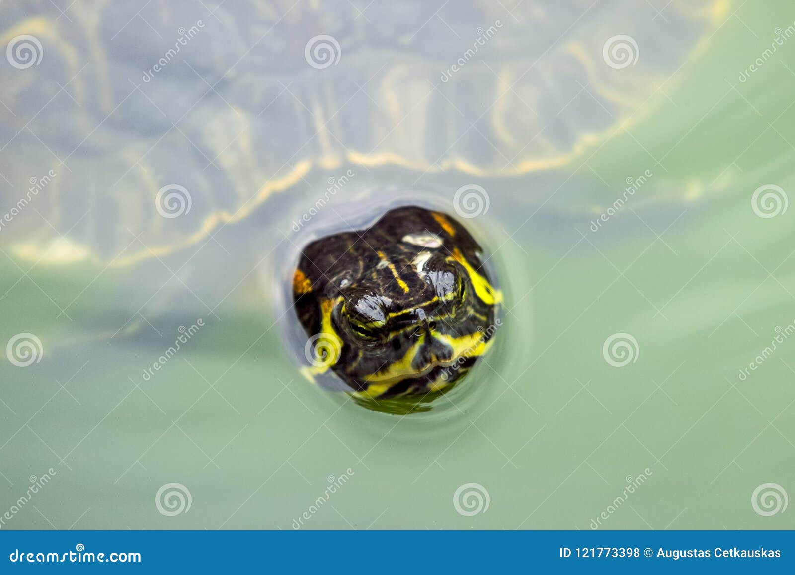 A Turtle Swimming in a Green Pond of Water Stock Photo - Image of ...