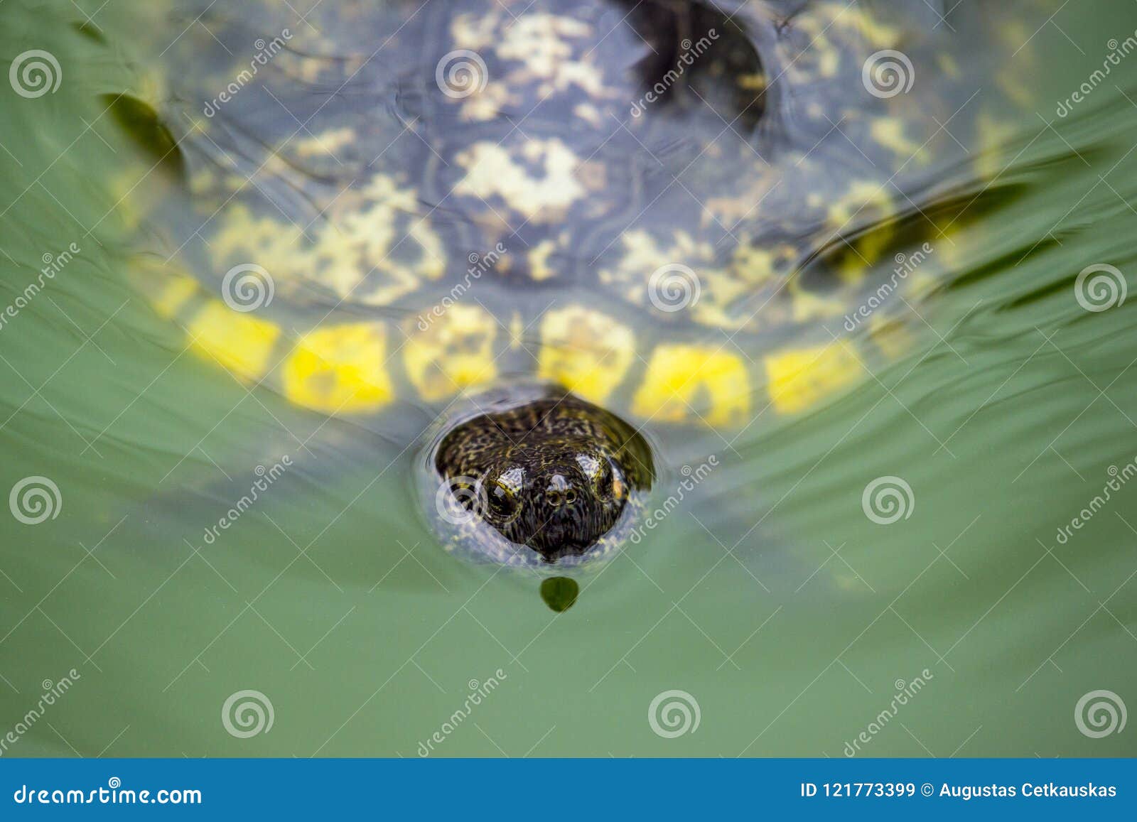 A Turtle Swimming in a Green Pond of Water Stock Image - Image of coral ...